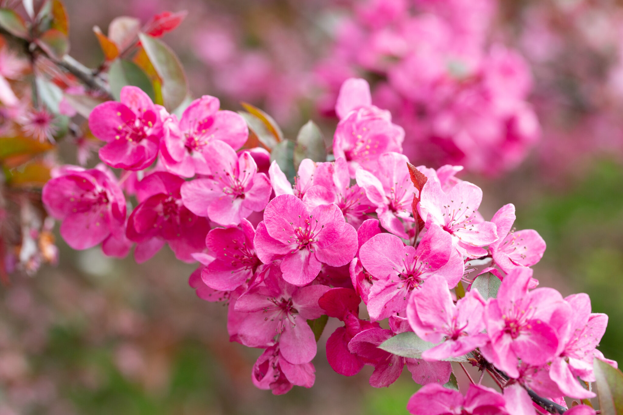 Can Trees Really Damage Foundations? A Comprehensive Guide | Frank P ...