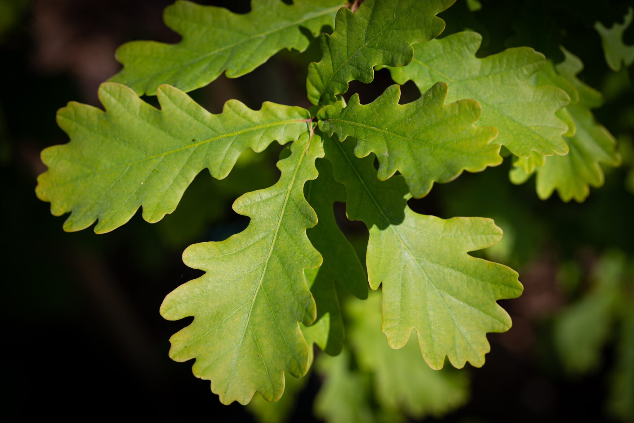 The Best Trees to Grow for Firewood | Frank P Matthews