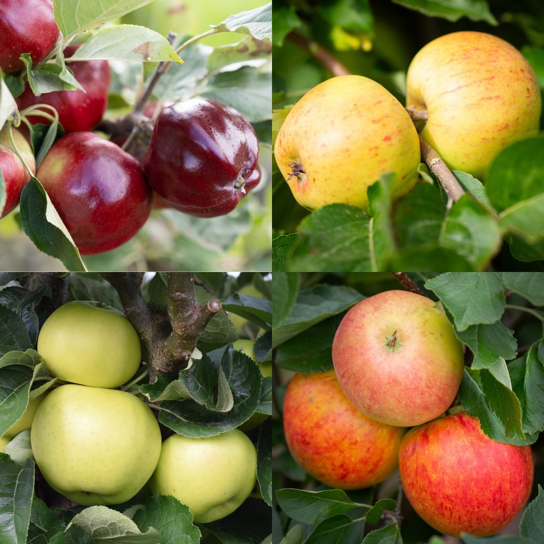 Scottish Apple Collection | Frank P Matthews Fruit Trees