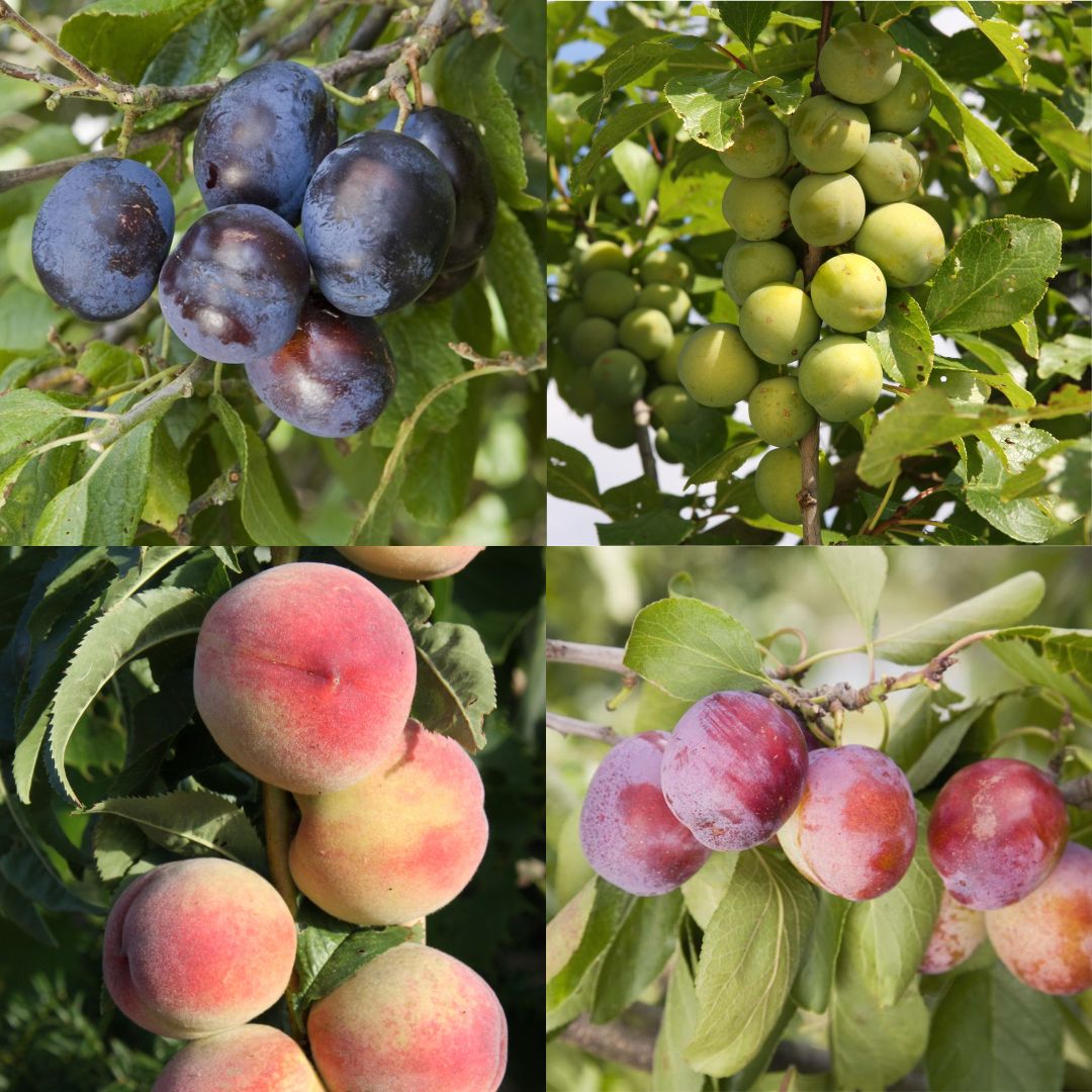 Stone Fruit Collection | Frank P Matthews Fruit Trees