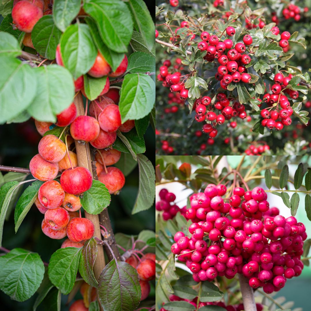 Wildlife Friendly Collection | Frank P Matthews