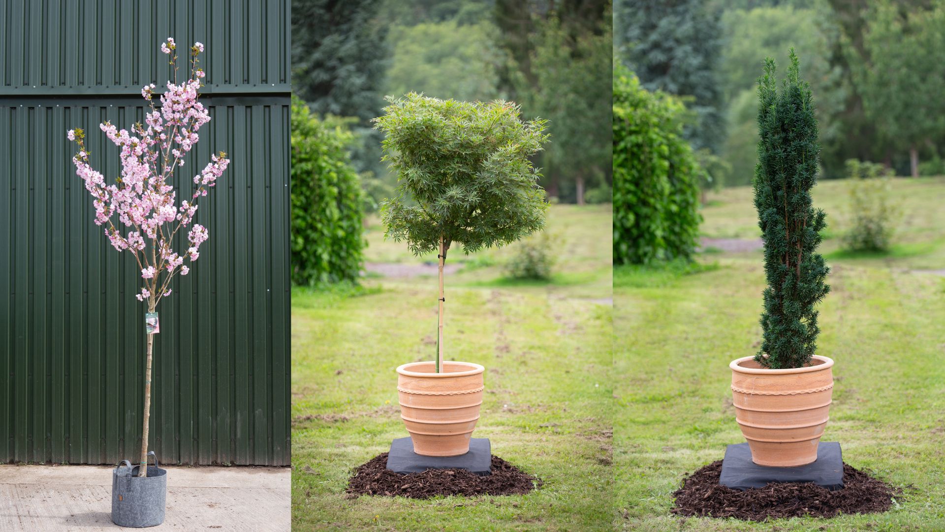 The Tree Shop | Frank P Matthews Trees