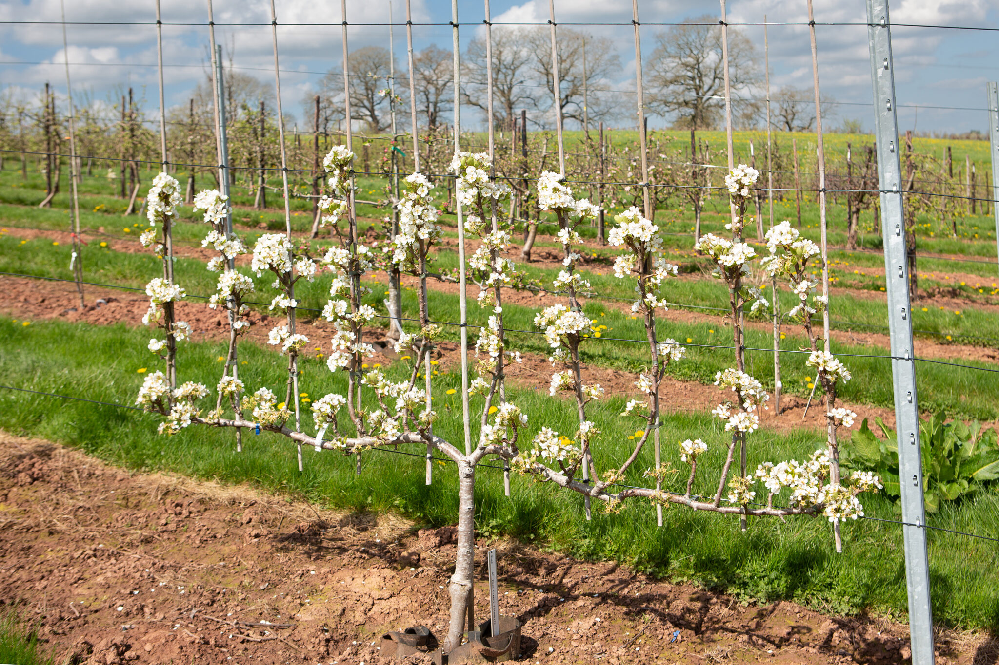 The Tree Shop | Frank P Matthews Trees