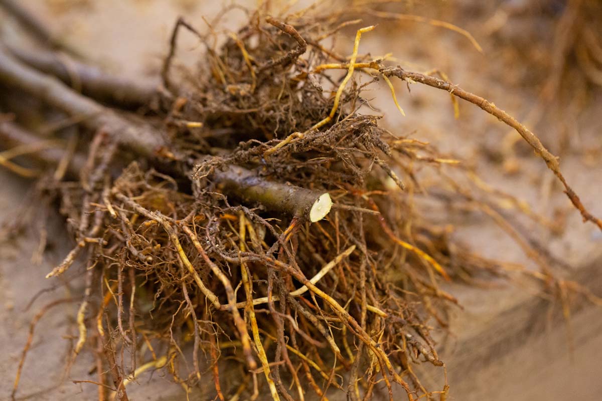 MM106 | Apple Rootstock | Frank P Matthews