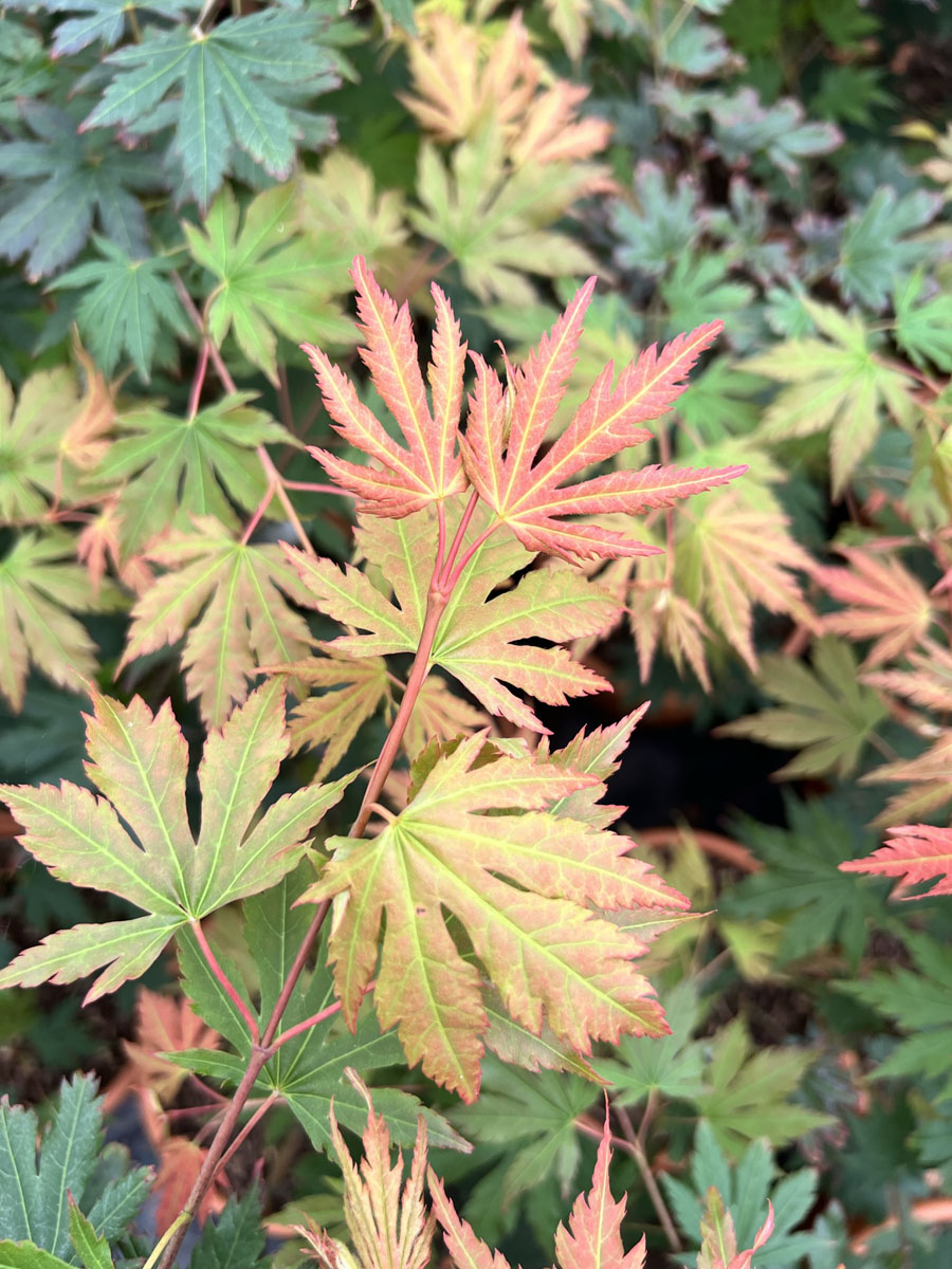 Acer x pseudosieboldianum Arctic Jade