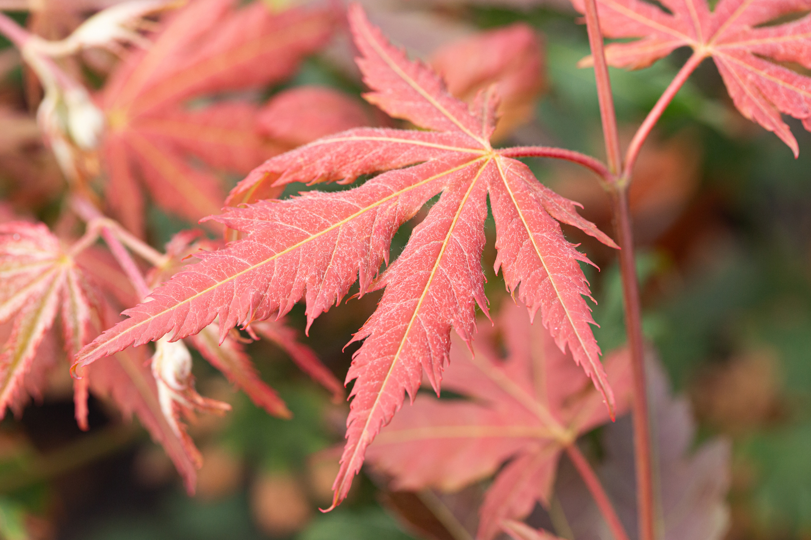 Acer ‘North Wind’ | Frost Hardy Japanese Maple | Frank P Matthews
