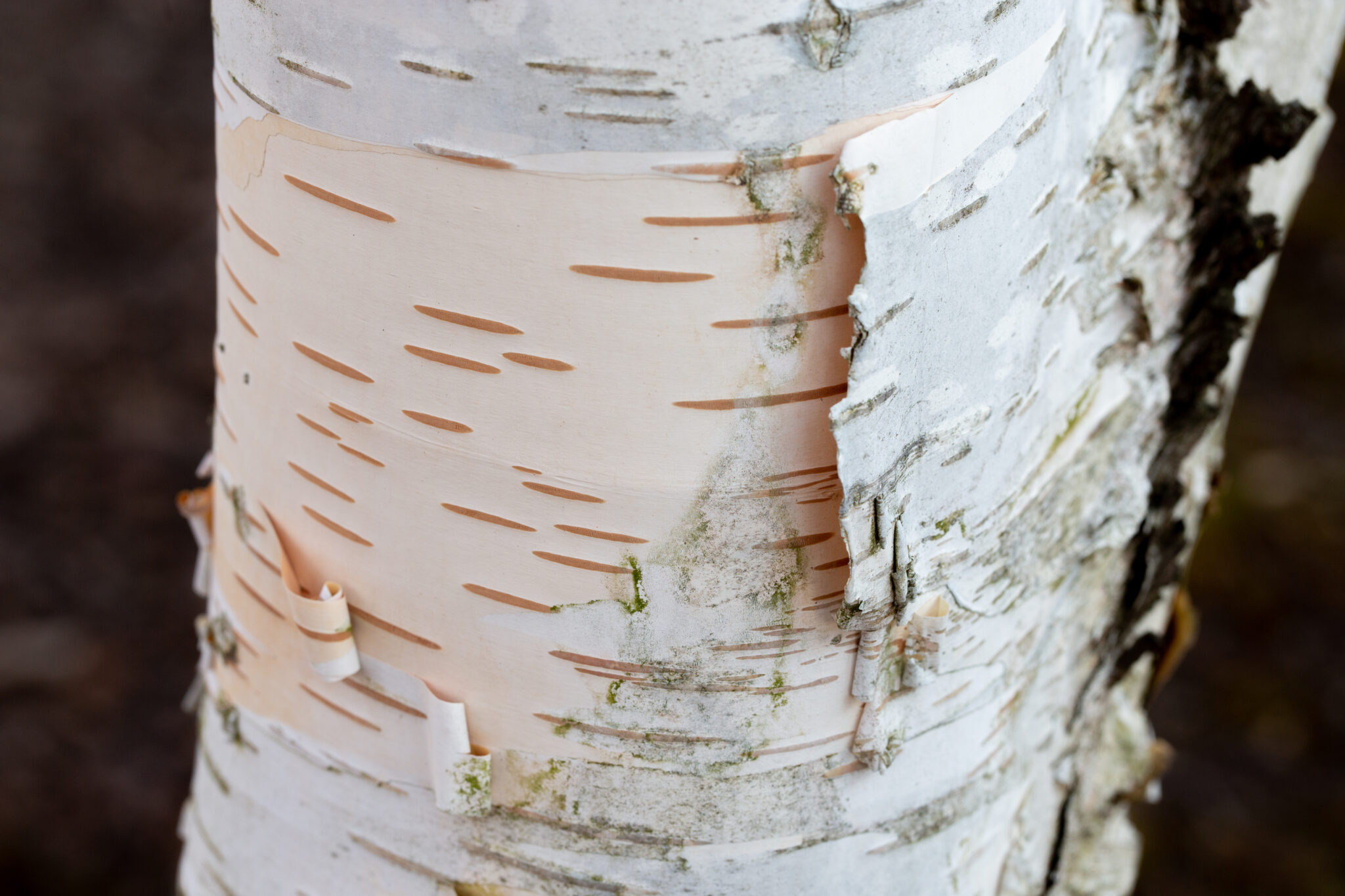 The Role of Trees in Preventing and Managing Flooding | Frank P Matthews