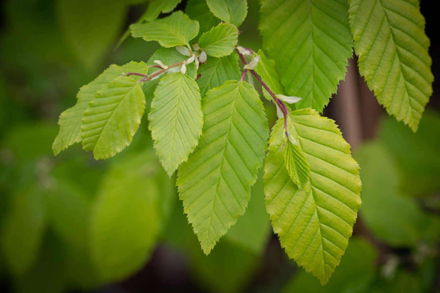 The Role of Trees in Preventing and Managing Flooding | Frank P Matthews