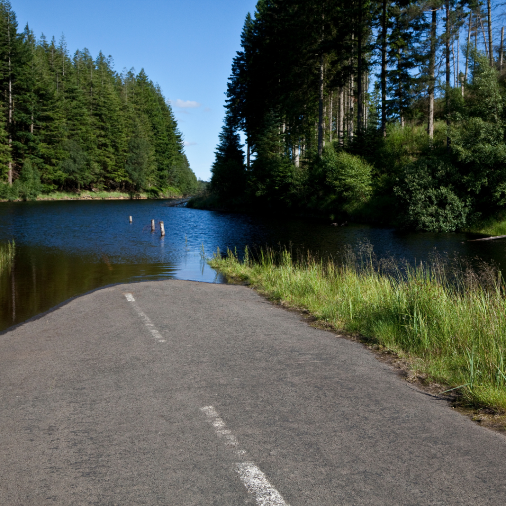 The Role of Trees in Preventing and Managing Flooding | Frank P Matthews