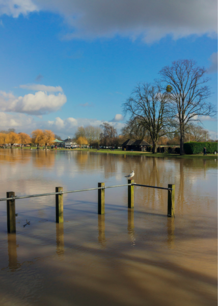 The Role of Trees in Preventing and Managing Flooding | Frank P Matthews