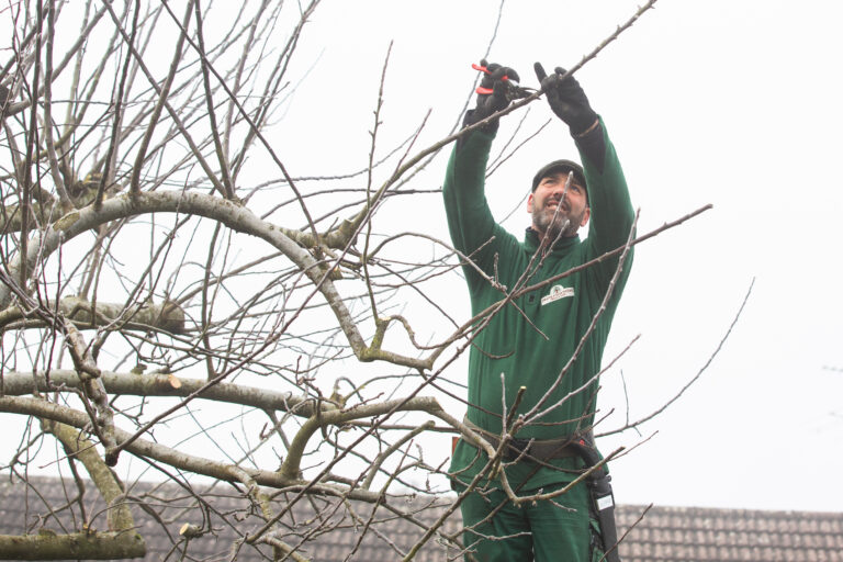 Winter Pruning for Trees: The Ultimate Guide | Frank P Matthews