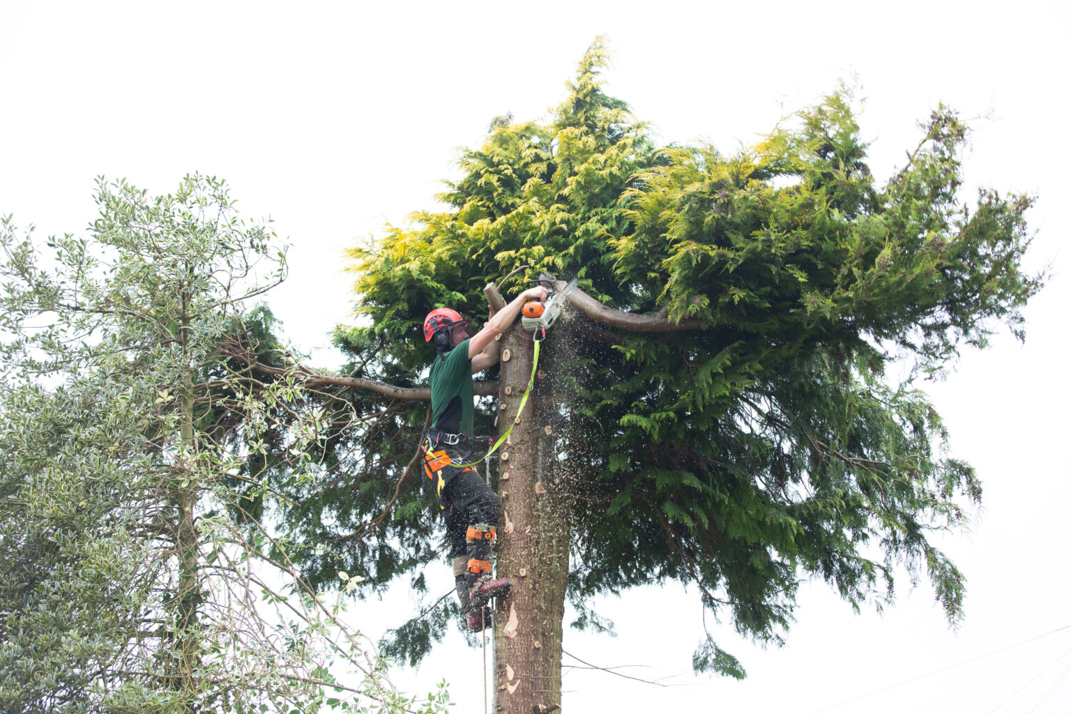 Winter Pruning for Trees: The Ultimate Guide | Frank P Matthews