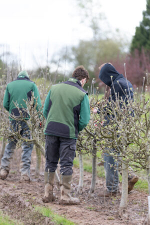 Winter Pruning for Trees: The Ultimate Guide | Frank P Matthews
