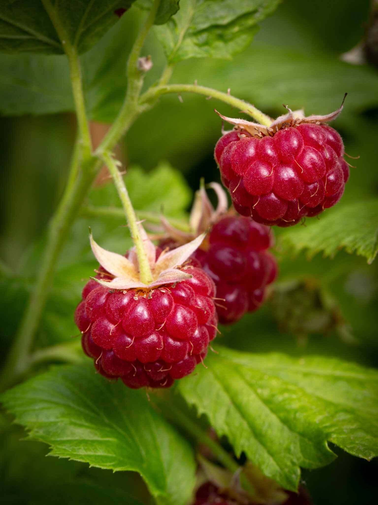 The Health Benefits of Growing Your Own Raspberries | Frank P Matthews