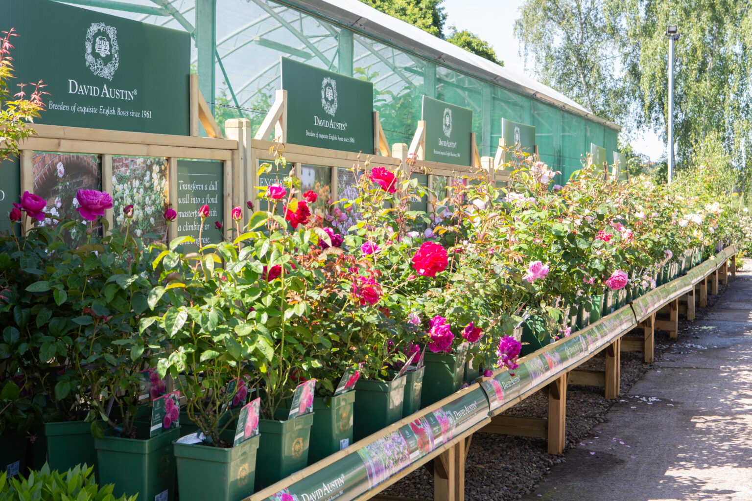 The Tree Shop | Frank P Matthews Trees