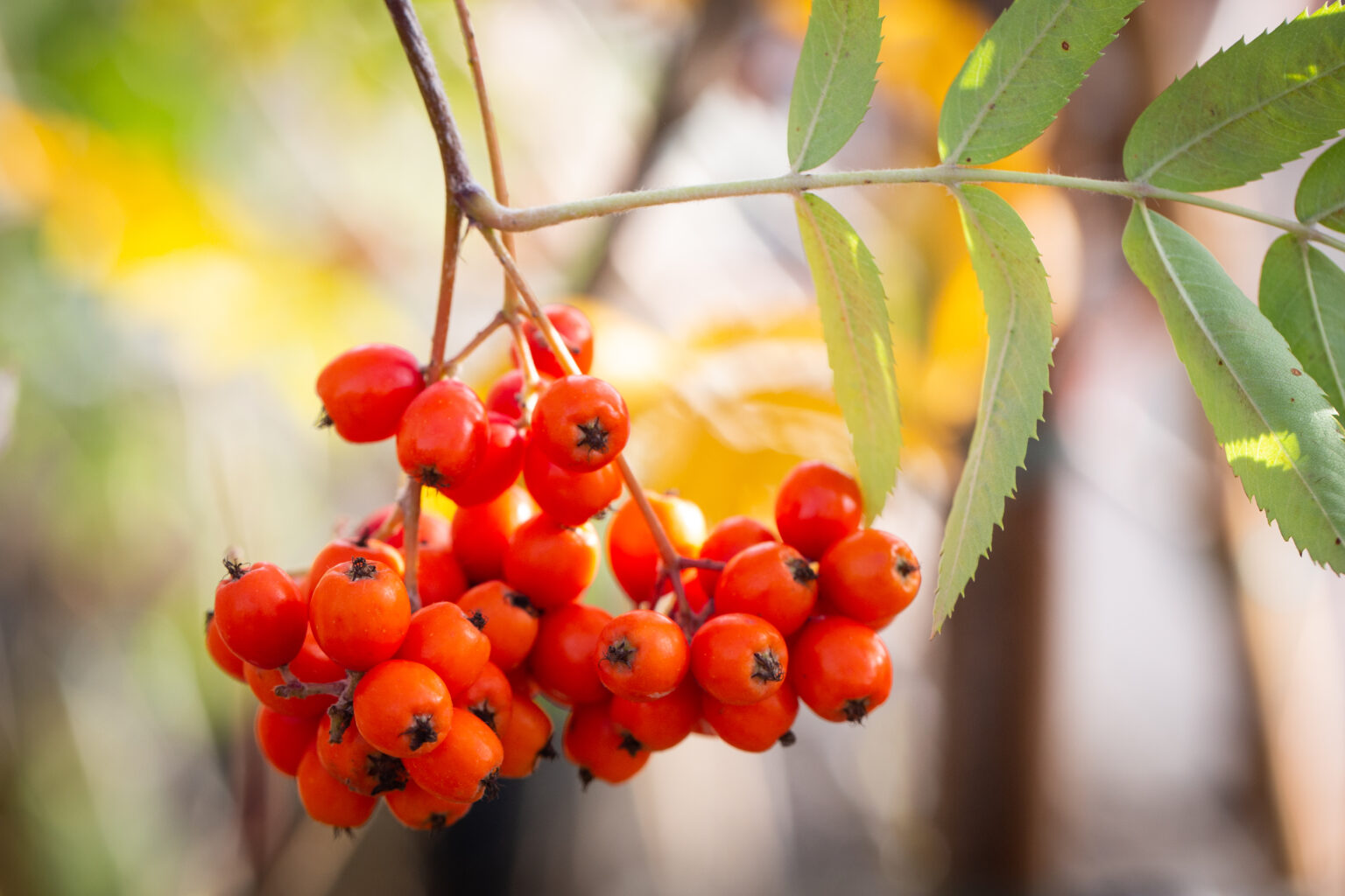 The Wonderful World Of Sorbus: The Frank P Matthews Guide | Frank P Matthews
