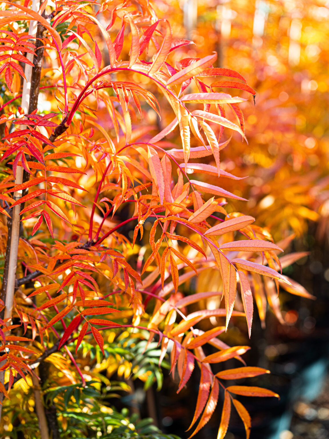 The Wonderful World Of Sorbus: The Frank P Matthews Guide | Frank P ...