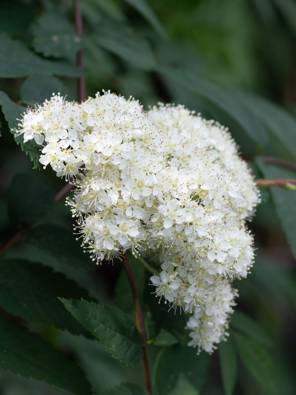 The Wonderful World Of Sorbus: The Frank P Matthews Guide | Frank P ...