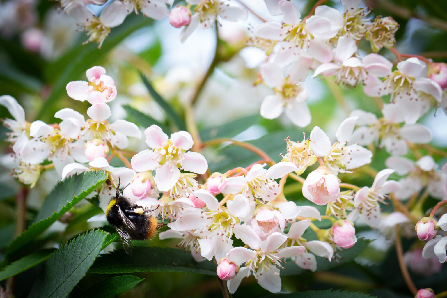 The Wonderful World Of Sorbus: The Frank P Matthews Guide | Frank P ...