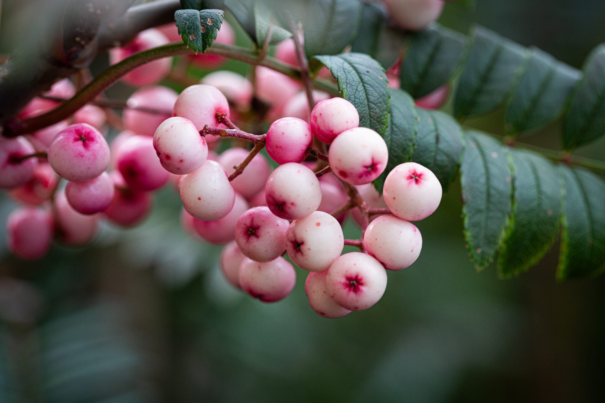 The Wonderful World Of Sorbus: The Frank P Matthews Guide | Frank P ...