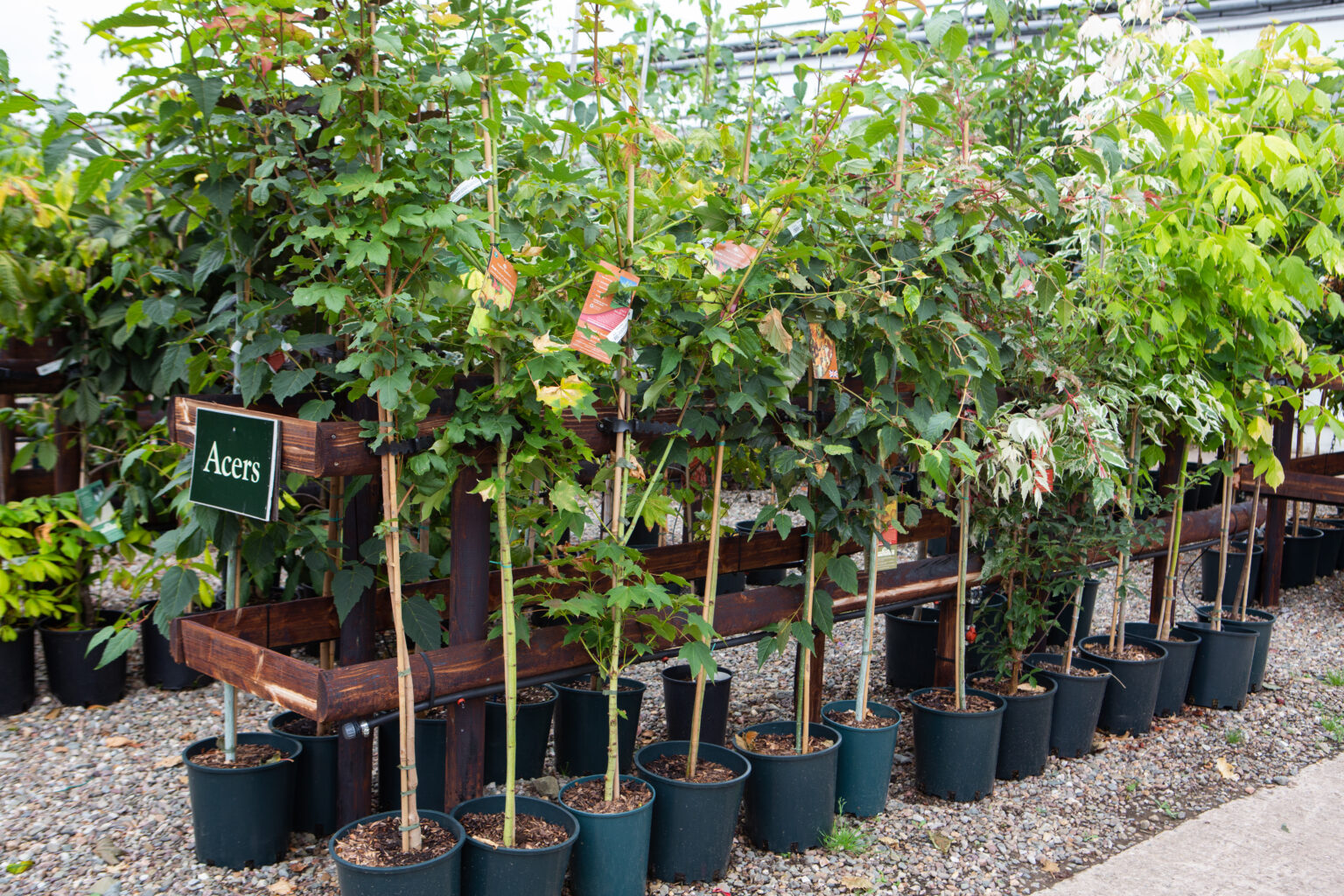 The Tree Shop | Frank P Matthews Trees