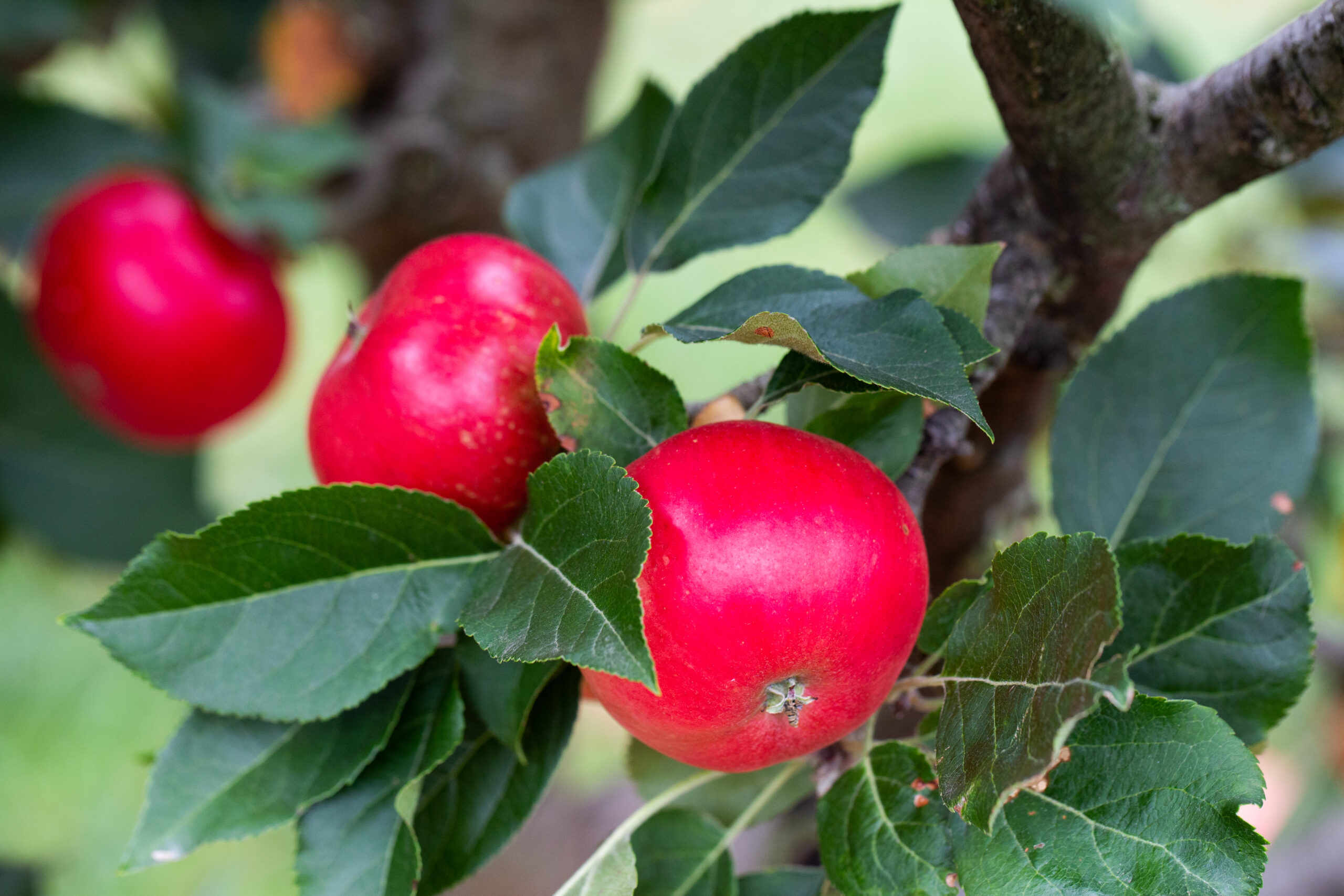 The Frank P Matthews Guide To Harvesting And Storing Fruit | Frank P ...