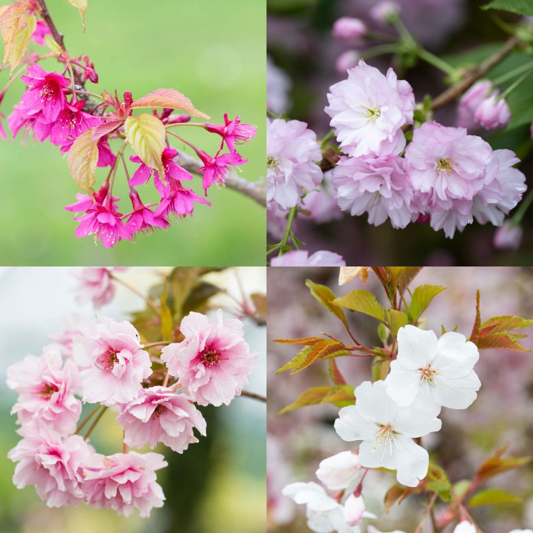 Prunus Blossom Collection | Flowering Cherry Trees | Frank P Matthews