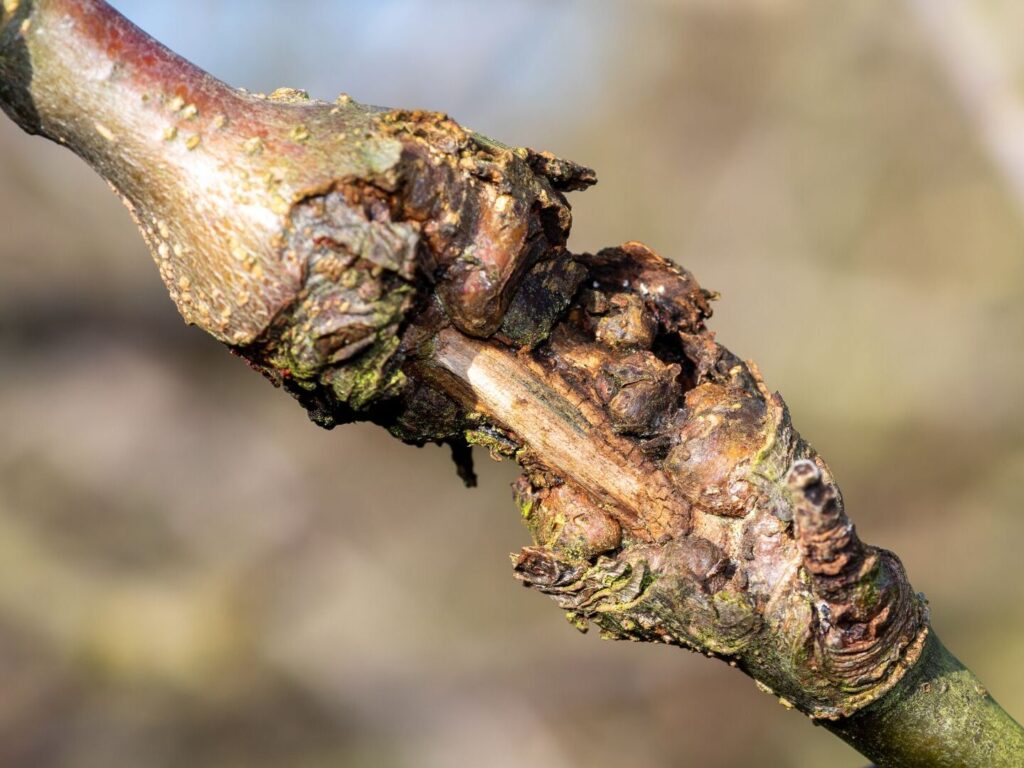 The Frank P Matthews Tree Disease and Pest Guide | Frank P Matthews