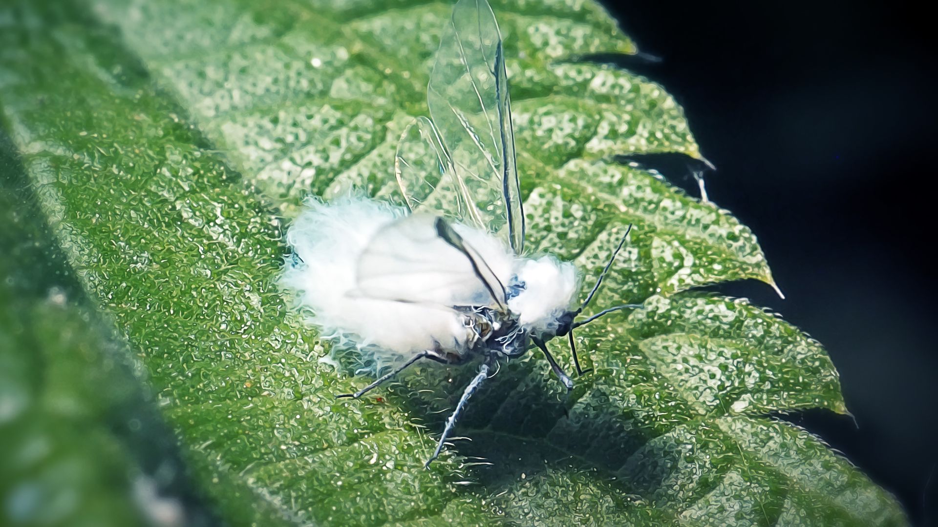 The Frank P Matthews Tree Disease and Pest Guide | Frank P Matthews