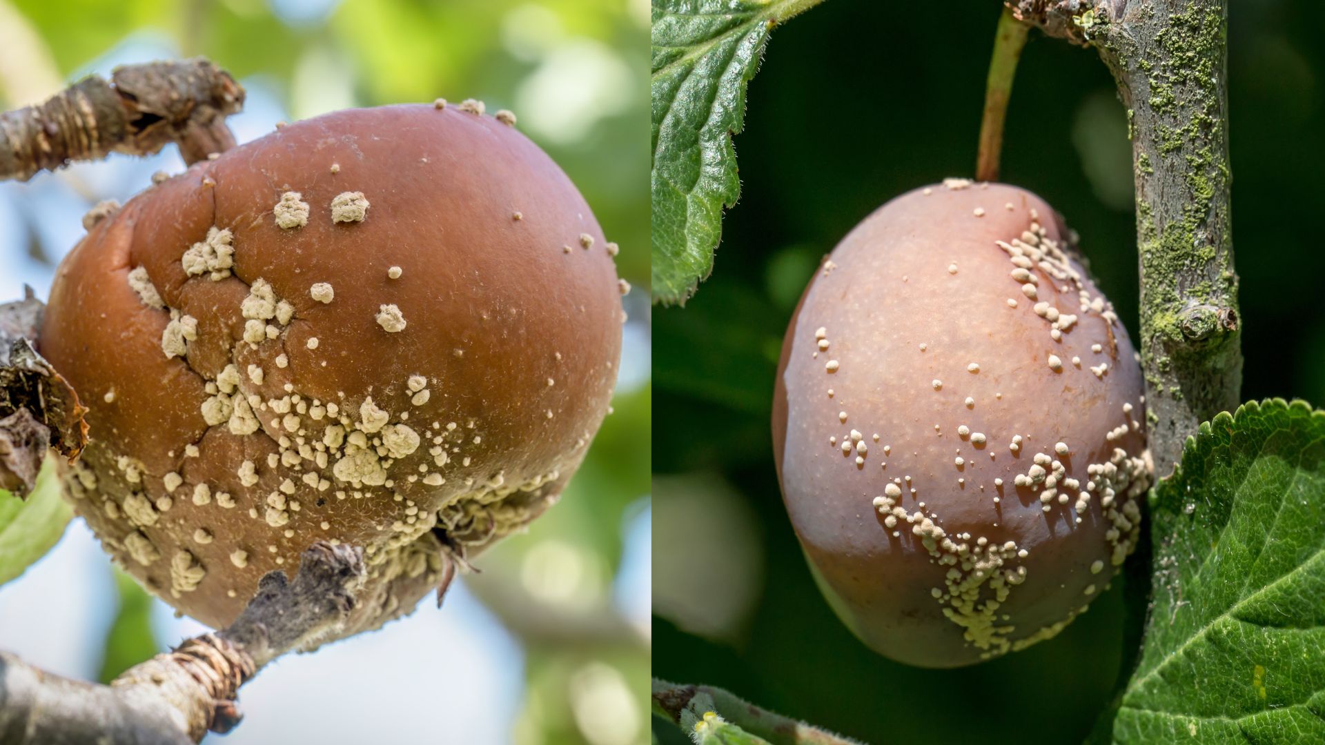 The Frank P Matthews Tree Disease and Pest Guide | Frank P Matthews