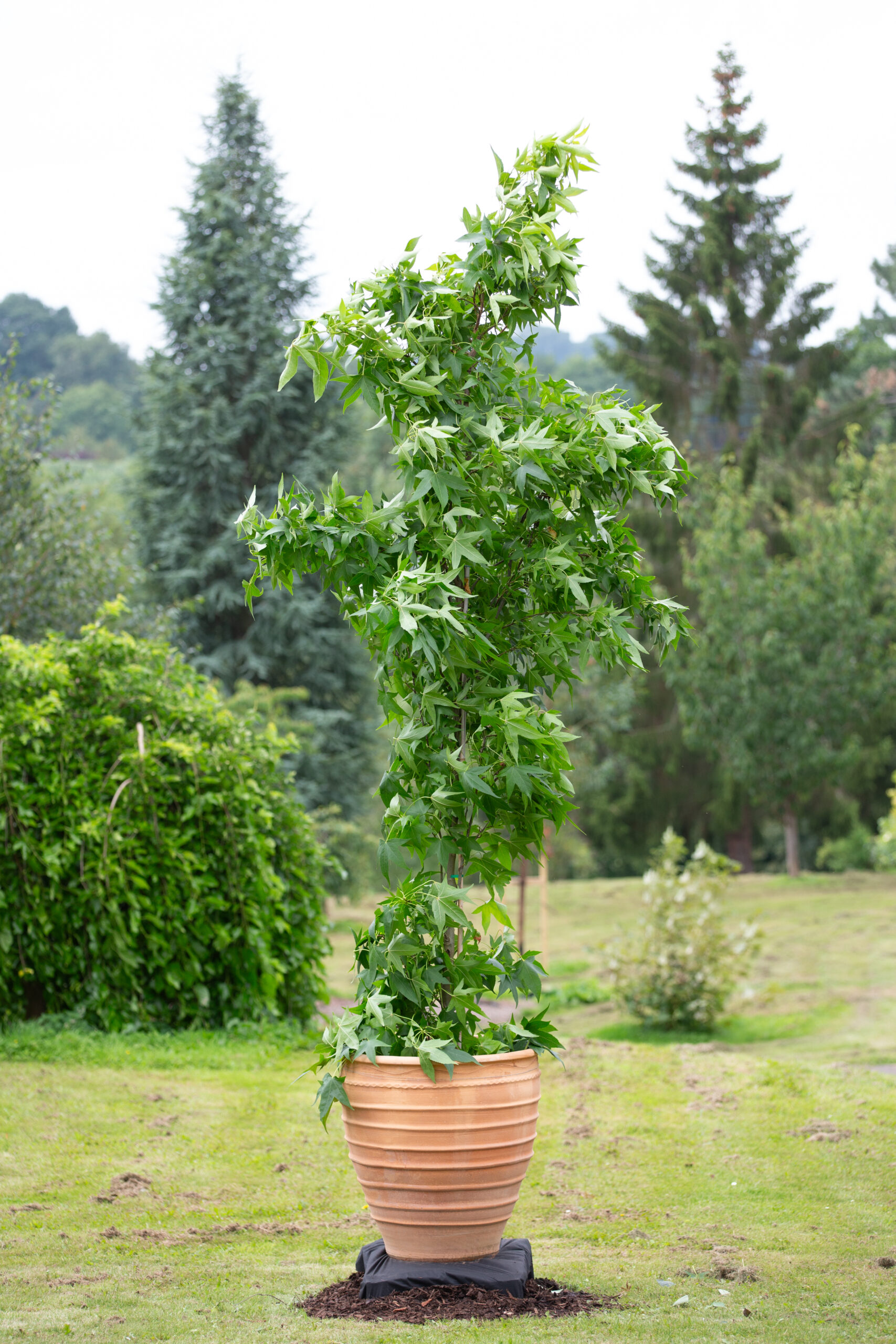 A Comprehensive Guide to Root Pruning Trees | Frank P Matthews