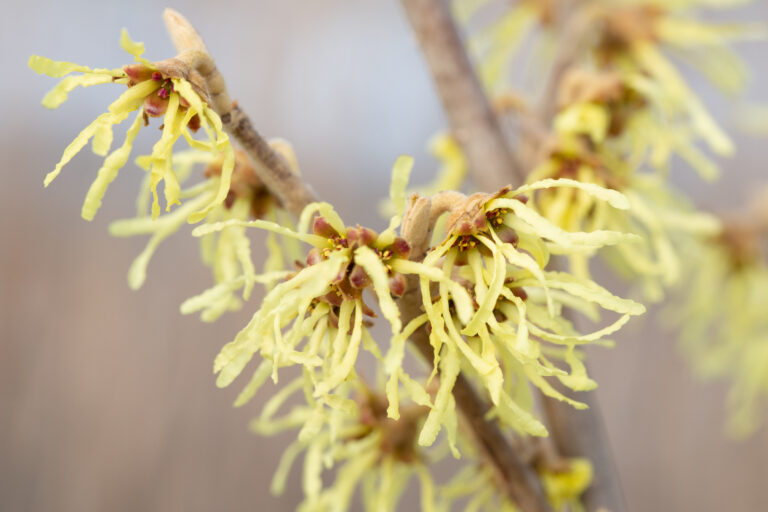 Hamamelis: A Guide To 5 Stunning Witch Hazel Varieties | Frank P Matthews