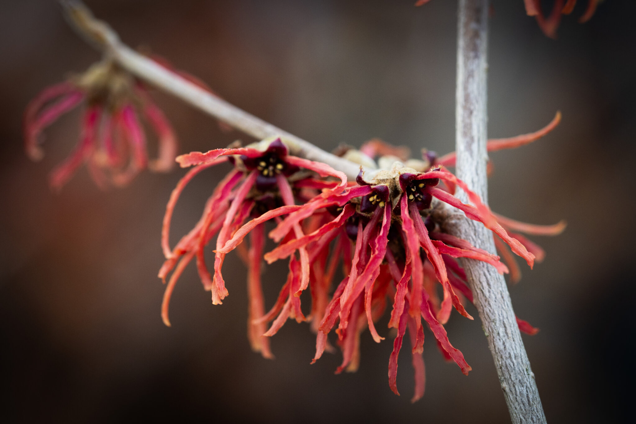 Hamamelis: A Guide To 5 Stunning Witch Hazel Varieties | Frank P Matthews