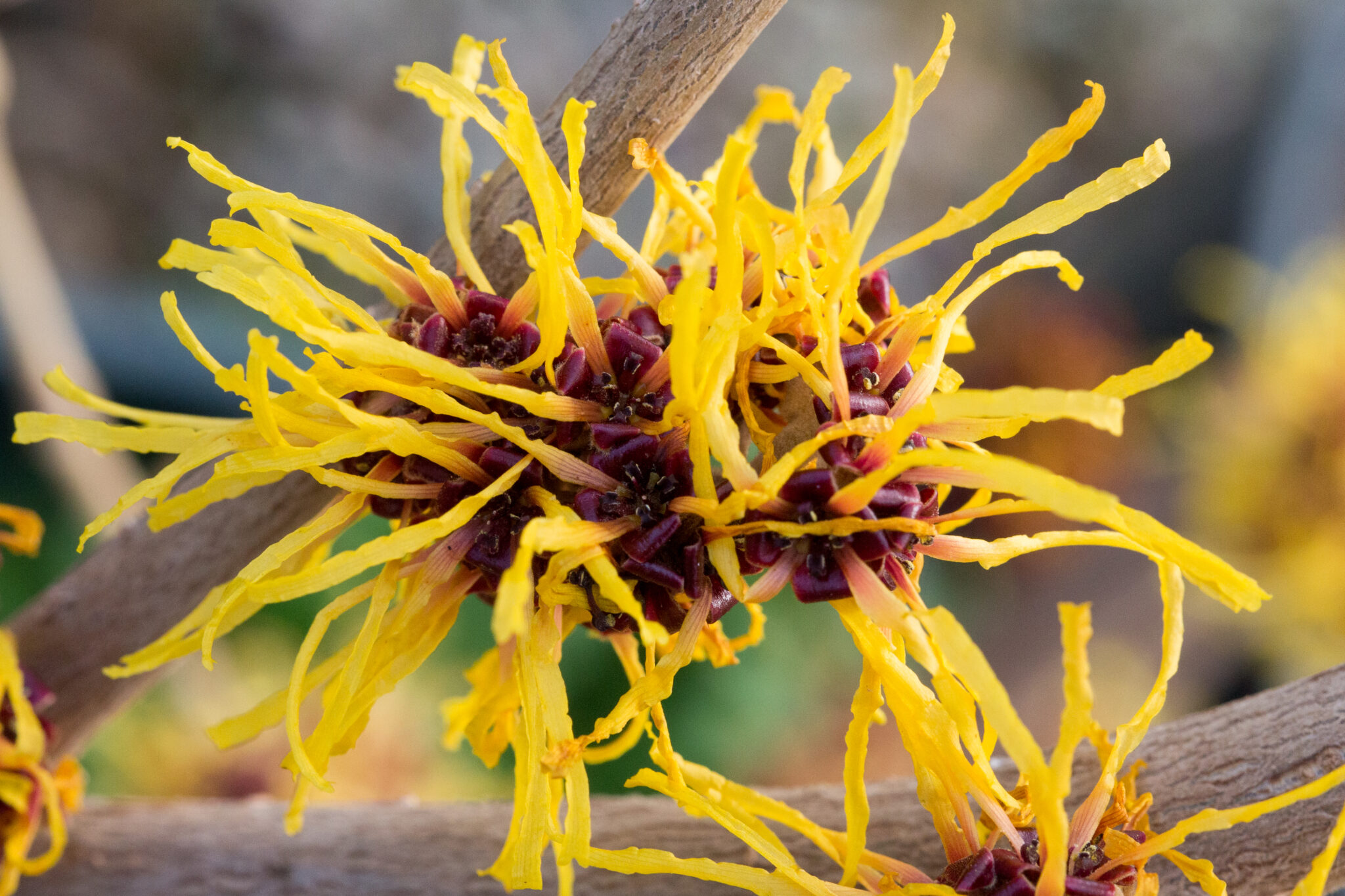 Hamamelis: A Guide To 5 Stunning Witch Hazel Varieties | Frank P Matthews