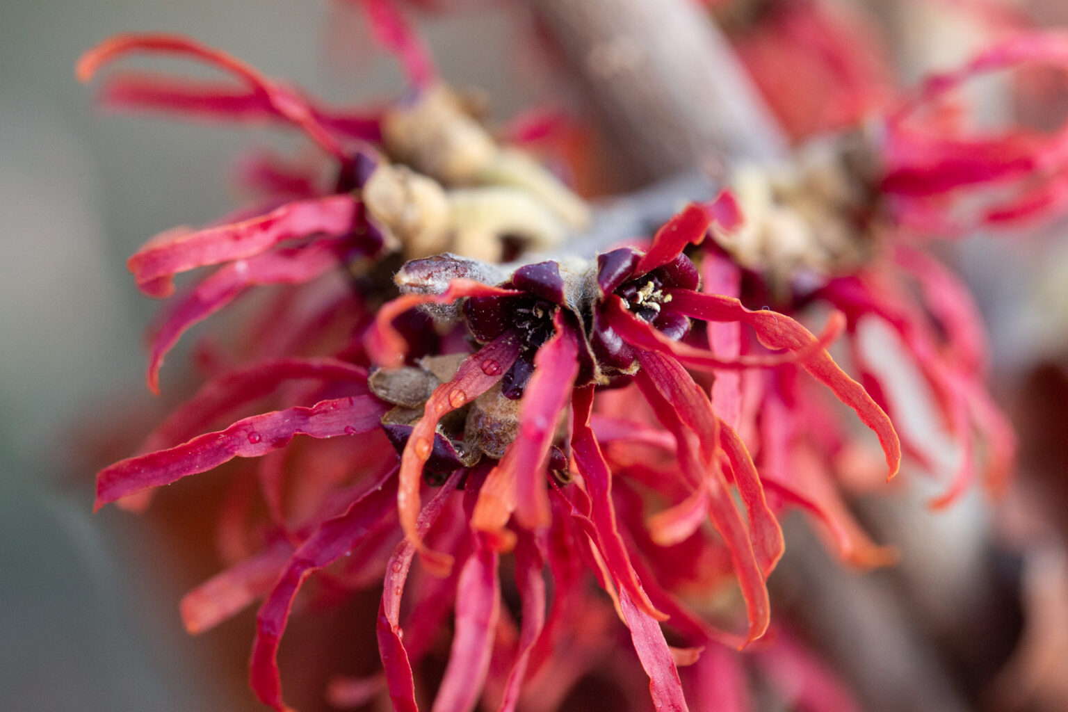 Hamamelis: A Guide To 5 Stunning Witch Hazel Varieties | Frank P Matthews