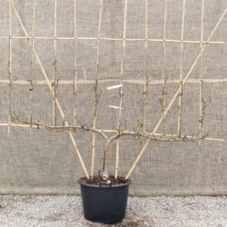 Specimen Trained Fruit Trees | Frank P Matthews Tree Shop