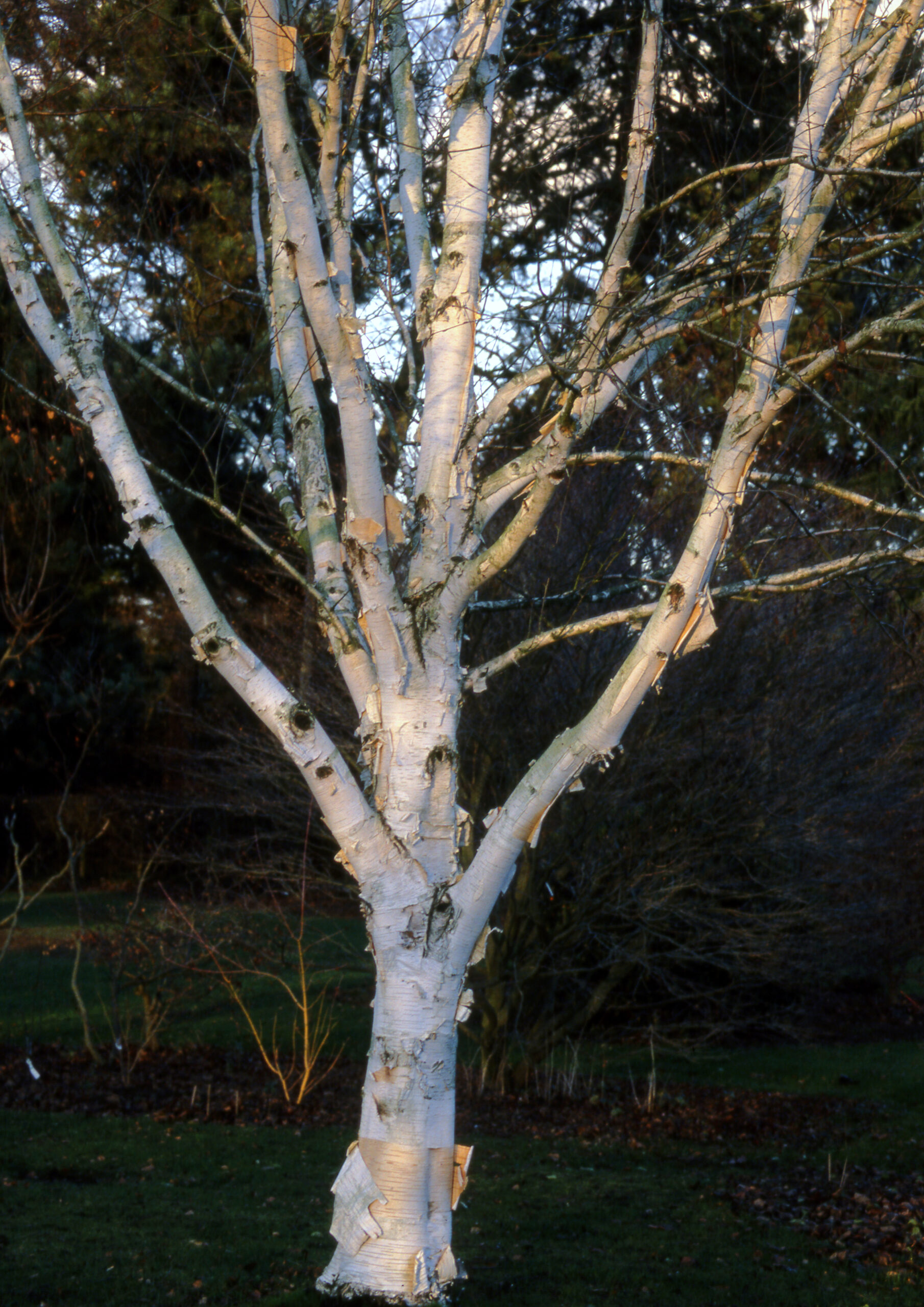 Myth busting: I don't have space. Trees for Small Gardens & Patios