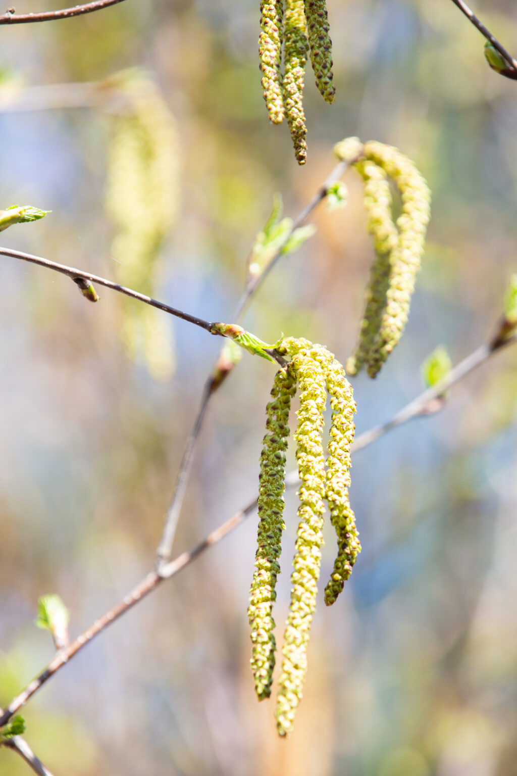 The Fascinating Story of The Birch Tree | Frank P Matthews