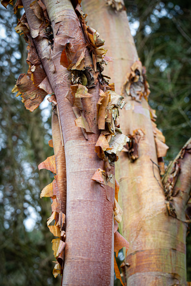 The Fascinating Story of The Birch Tree | Frank P Matthews