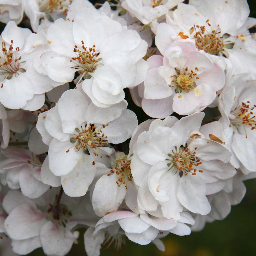 The Beauty of Malus | Frank P Matthews