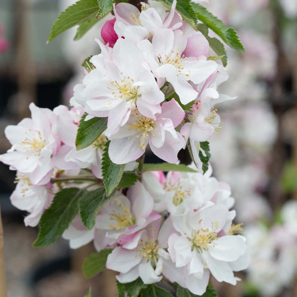 The Beauty of Malus | Frank P Matthews