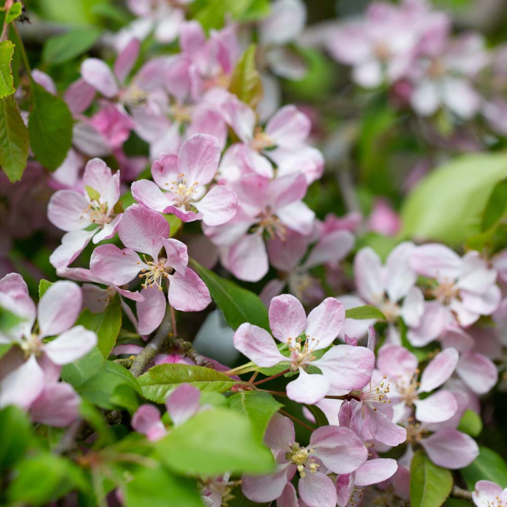 The Beauty of Malus | Frank P Matthews