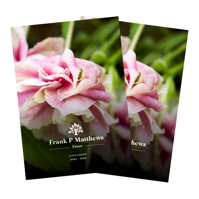 MM106 | Apple Rootstock | Frank P Matthews