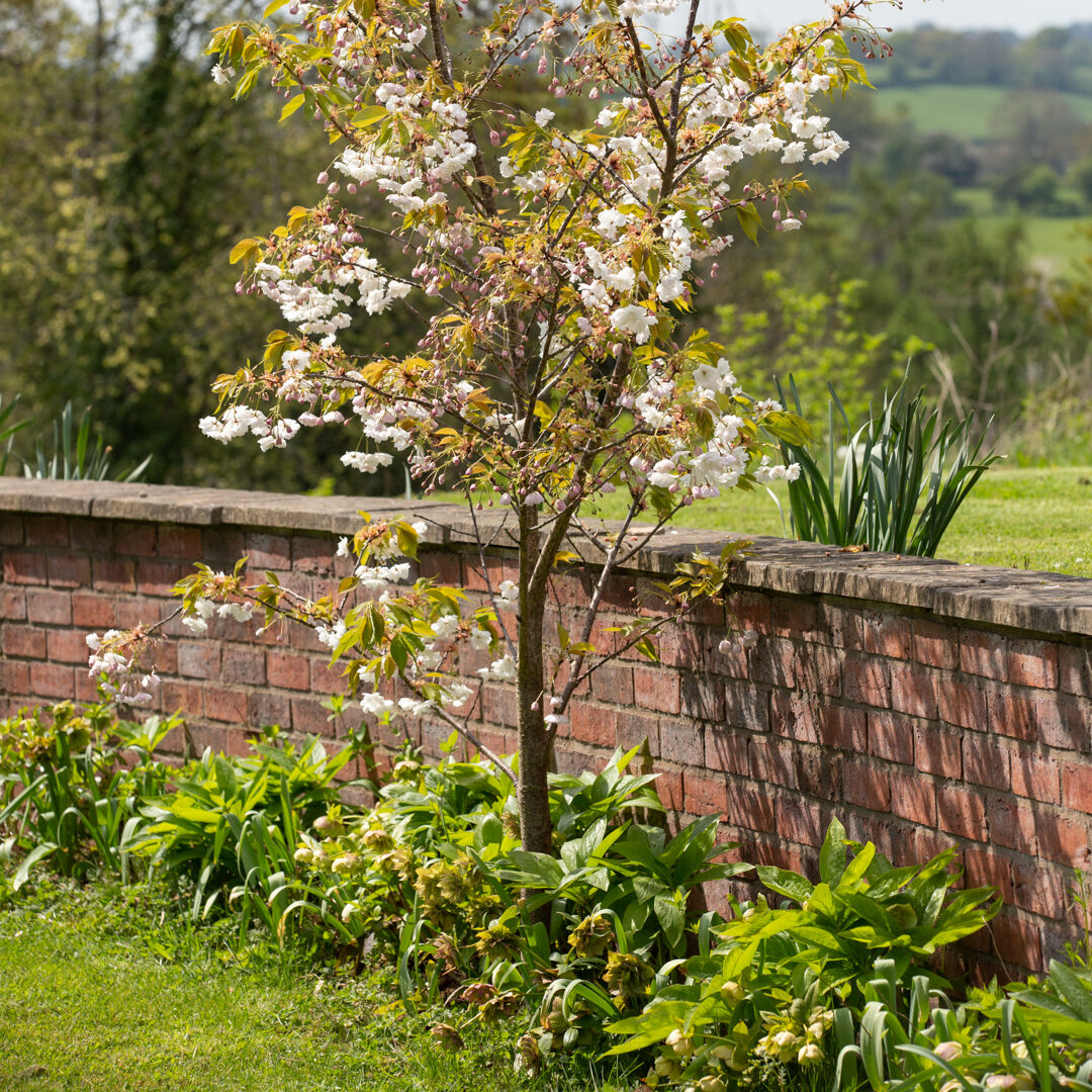 Underplanting Trees: How to get it right | Frank P Matthews Trees