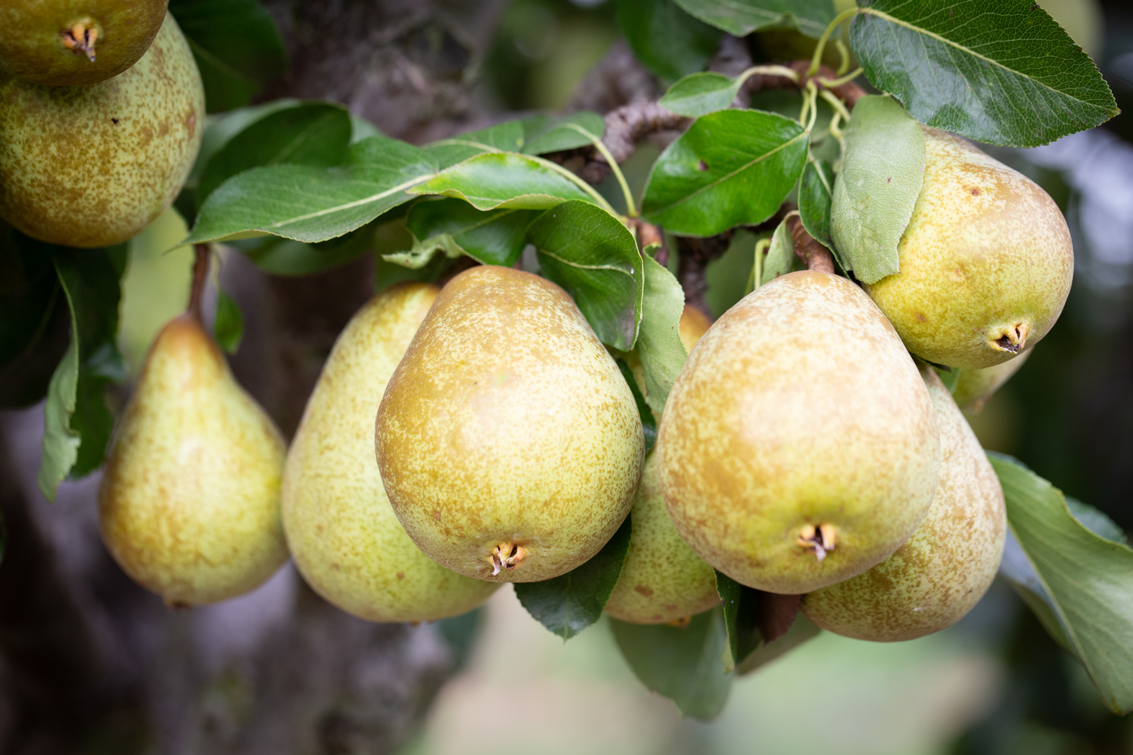 Fruit Trees for a North-Facing Garden - Growing in the Cool Shade